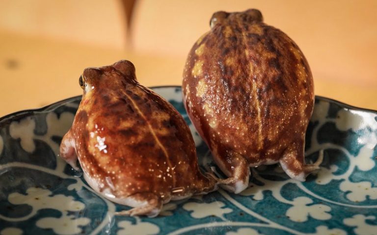 Frog Butt 101: Everything You Need To Know About