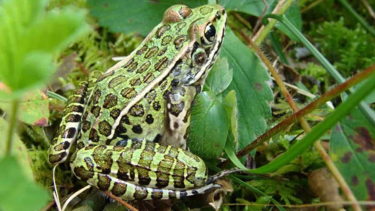 Frog Butt 101: Everything You Need To Know About