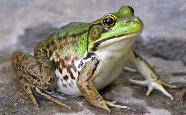 What Sounds Does A Frog Make? Fascinating Facts about Frog Sounds