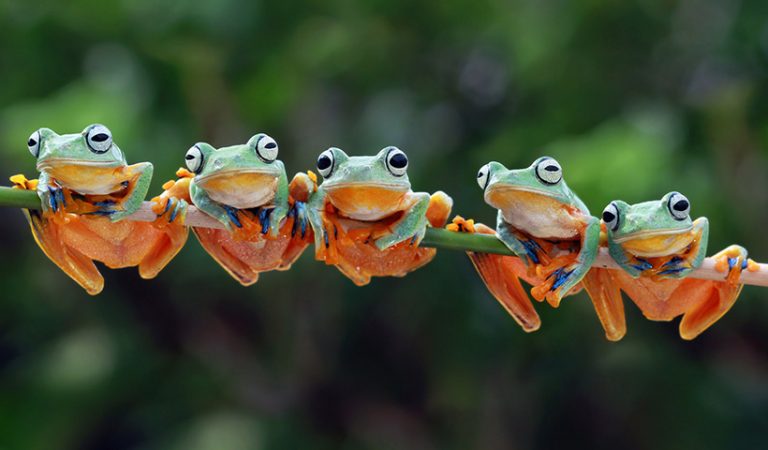 What Is A Group of Frogs Called? - Explained With Reasons And ...