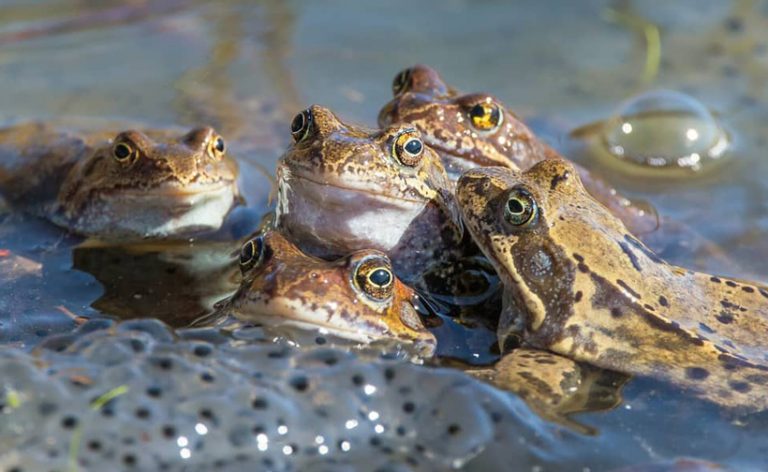 What Is A Group of Frogs Called? - Explained With Reasons And ...