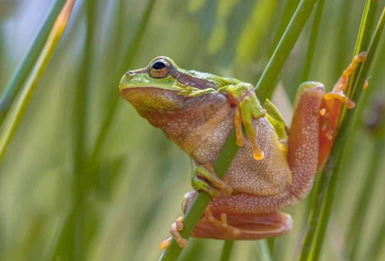 Frog Butt 101: Everything You Need To Know About