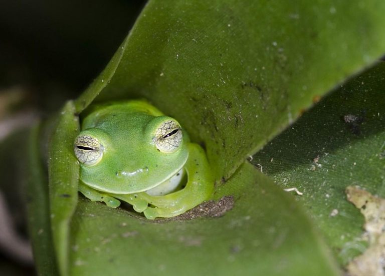 Do Frogs Sleep? How, Where, How Long, And Which Position? Find Out Now!