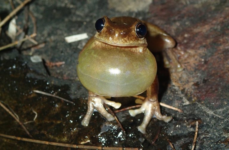 What Sounds Does A Frog Make? Fascinating Facts about Frog Sounds