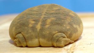 Frog Butt 101: Everything You Need To Know About