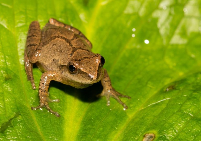 Can Frogs Climb Walls? 5 Frogs that Climb Walls