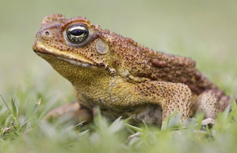 Do Frogs Sleep? How, Where, How Long, And Which Position? Find Out Now!