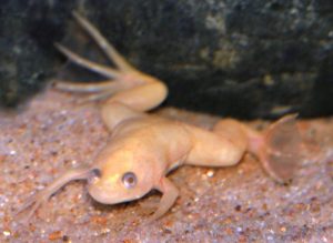 4 Unique Aquatic Frogs: Frogs That Live in Water