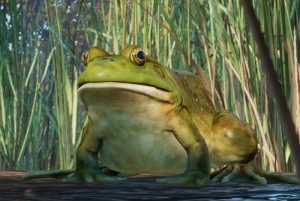 4 Unique Aquatic Frogs: Frogs That Live in Water