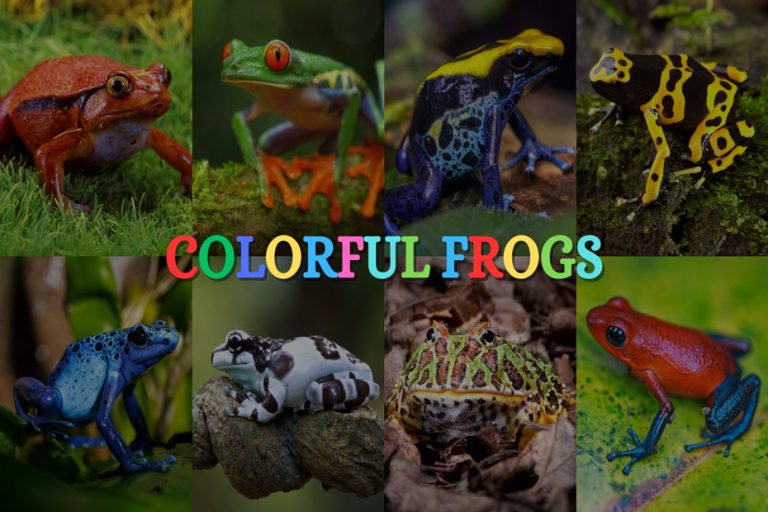 8 Colorful Frogs That You Won't Believe Is Real