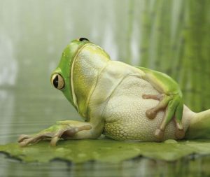 30 Hilarious Frog Memes: Laugh Out Loud Amphibian Humor