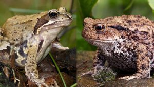 Frog VS Toad: What Are The Differences Between Them?