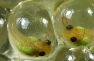 How Long Does It Take For Frog Eggs To Hatch – (Different Species!)
