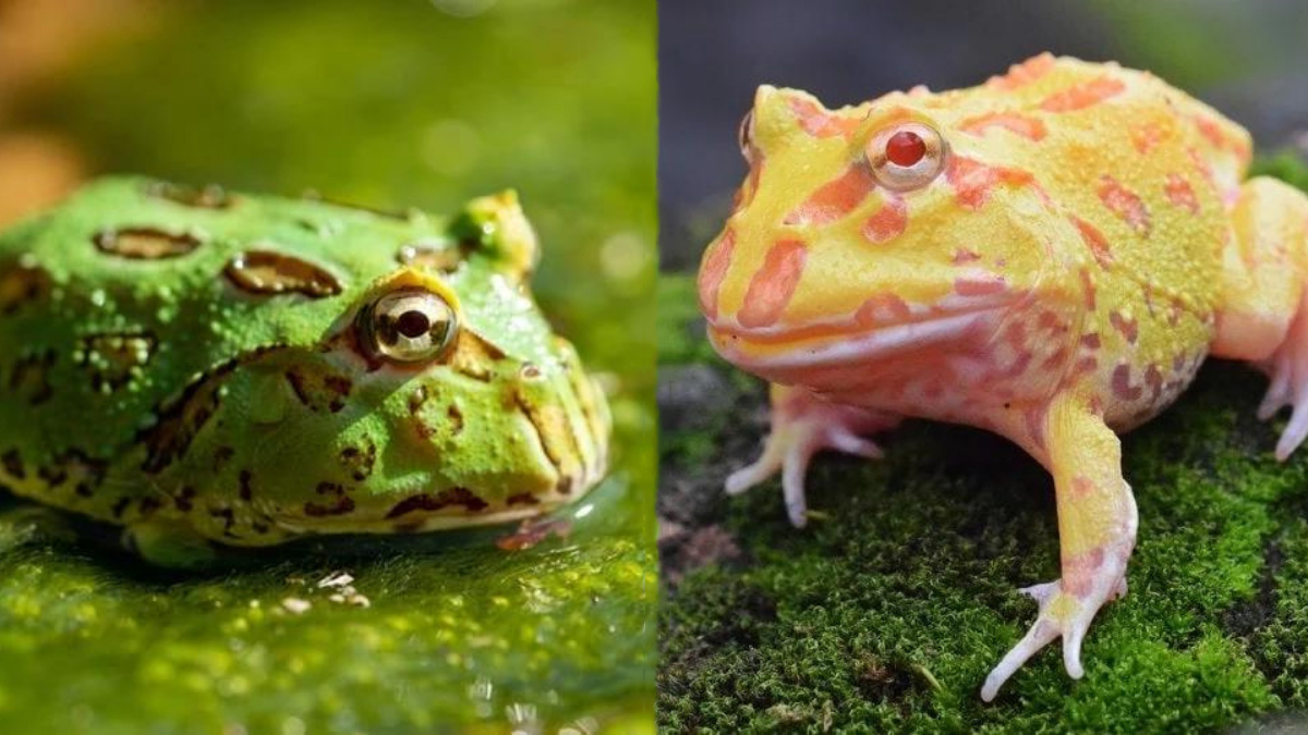 How To Tell If A Frog Is Male Or Female: Understanding Key Differences