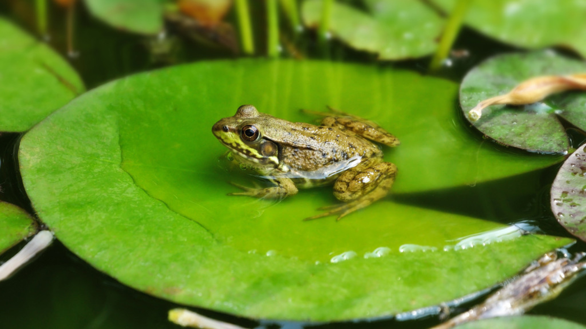 Is A Frog A Herbivore, Carnivore, Or Omnivore?: Everything About Frog’s ...