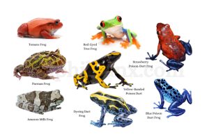 8 Colorful Frogs That You Won't Believe Is Real