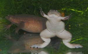 4 Unique Aquatic Frogs: Frogs That Live in Water