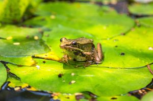 What Do Frogs Need to Survive? [Keeping A Frog Alive]