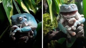 How To Tell If a Frog Is Dying? Frog Dying Signs