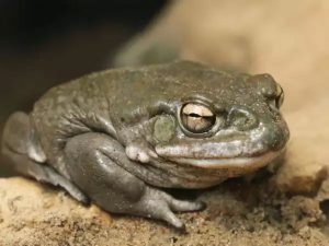 How To Tell If a Frog Is Dying? Frog Dying Signs