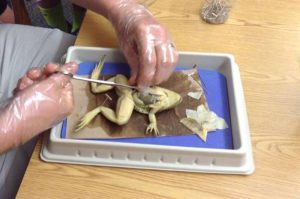 How To Dissect A Frog? A Detailed Step-by-step Procedure
