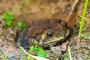 How To Tell If a Frog Is Dying? Frog Dying Signs
