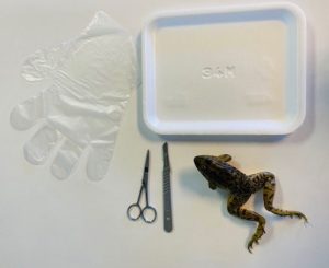 How To Dissect A Frog? A Detailed Step-by-step Procedure