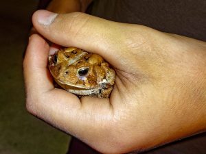 What Happens If a Frog Pees on You? Everything You Need to Know