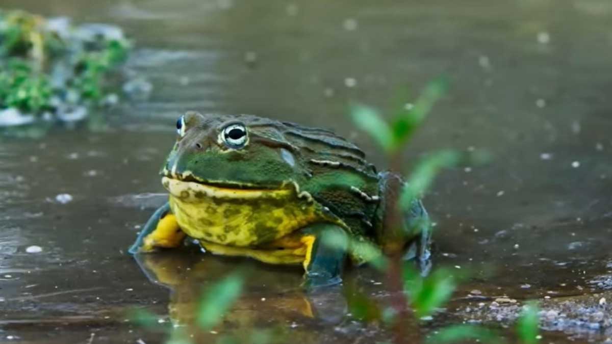 African Bullfrog Teeth: Everything You Need To Know