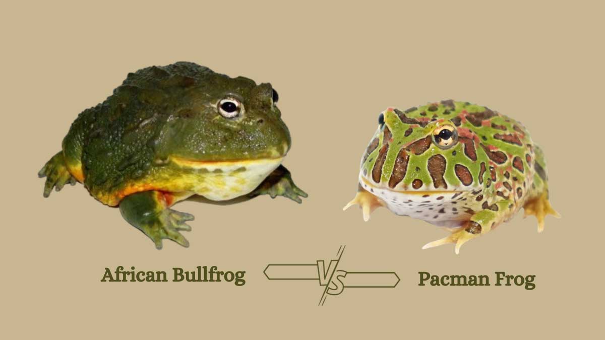 African Bullfrog Vs Pacman Frog: Know The Differences
