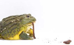 African Bullfrog As Pets: Care, Diet, Tank Setup, Temp Etc.