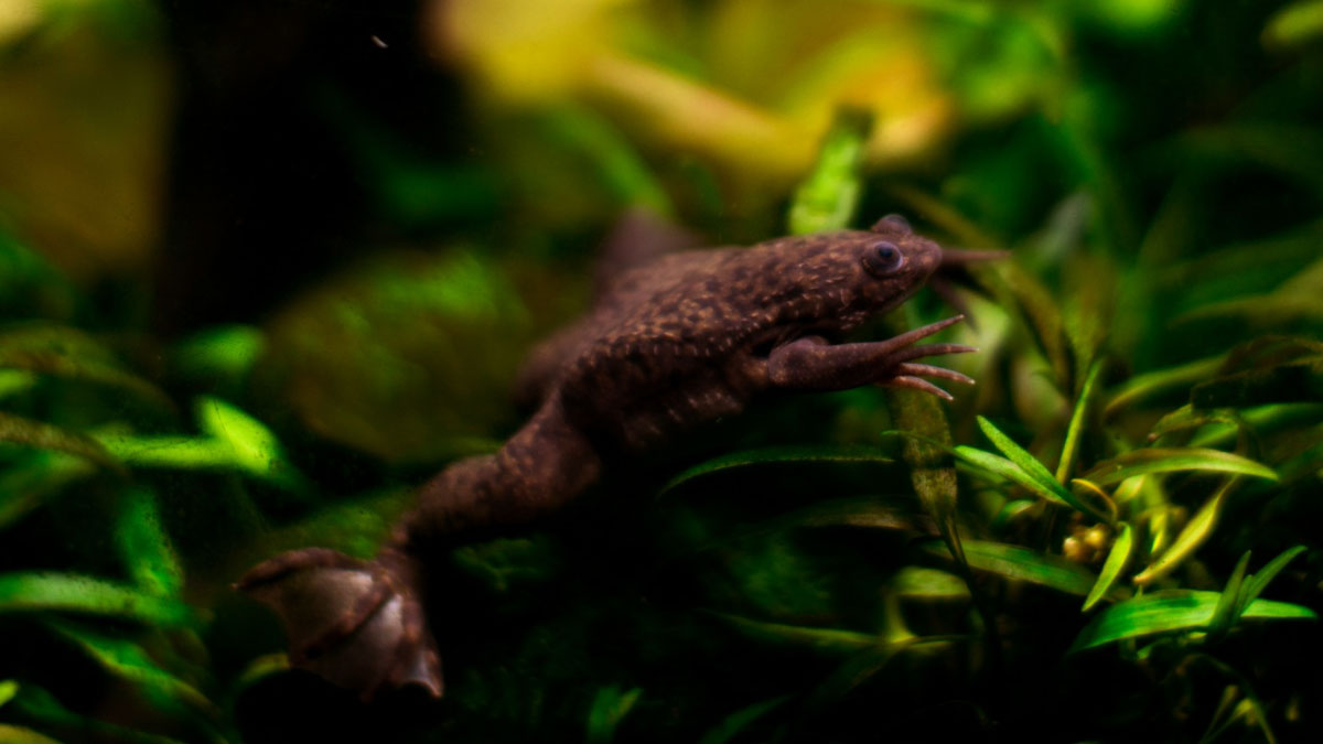 African Clawed Frog Care: Diet, Tank Setup, Temperature, Breeding, Etc.