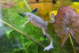 Why Do I Have A Bloated African Dwarf Frog: How To Help It?