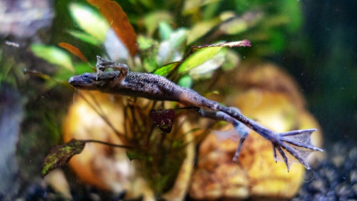 African Dwarf Frog Fungal Infection 101: All You Need To Know
