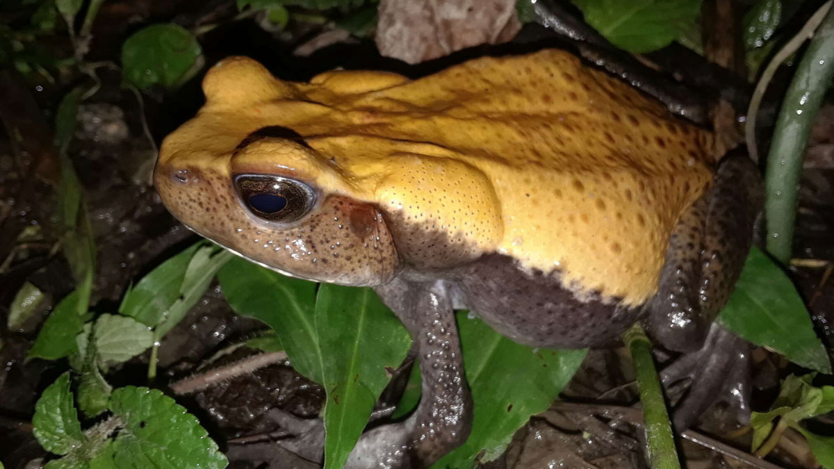 African Giant Toad: Unlocking the Secrets of a Unique Species