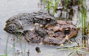 American Toad: A Hidden Gem of North American Wildlife