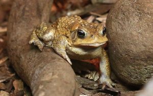 American Toad: A Hidden Gem of North American Wildlife