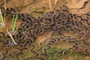 American Toad: A Hidden Gem of North American Wildlife
