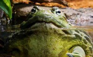 African Bullfrog As Pets: Care, Diet, Tank Setup, Temp Etc.