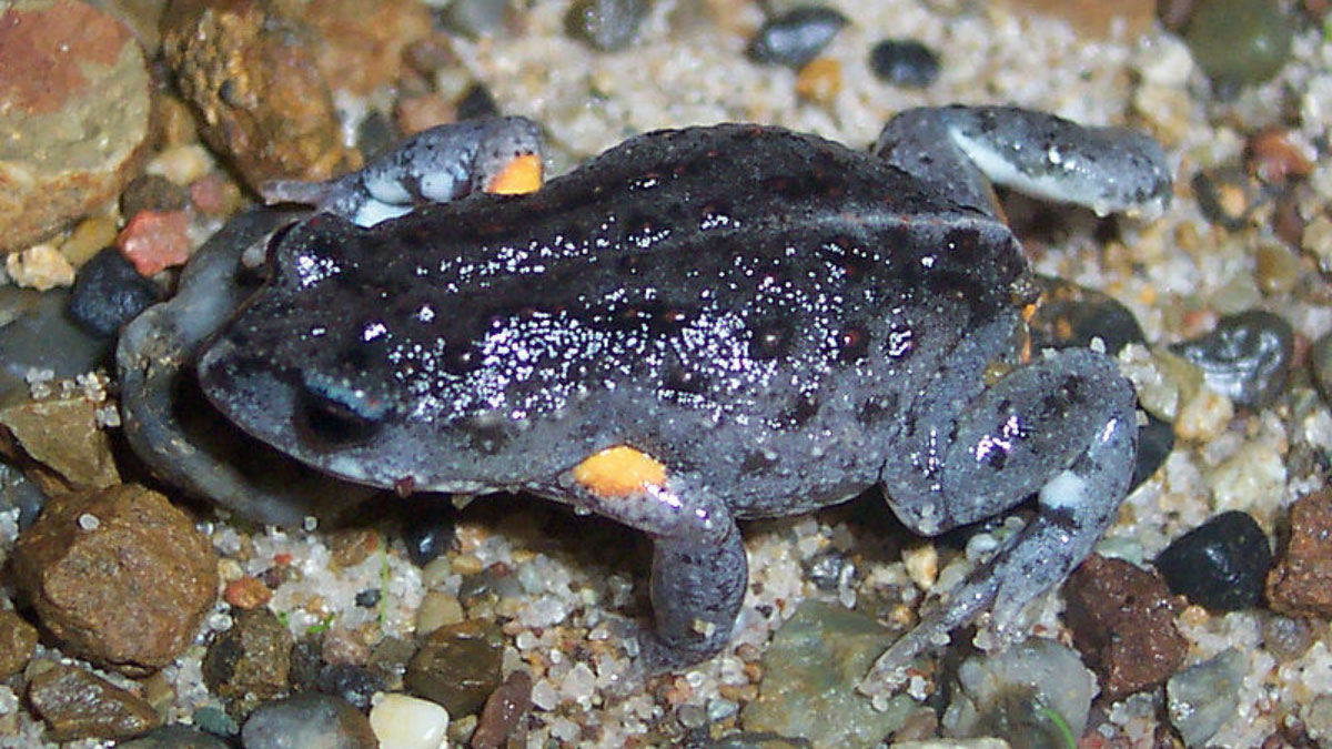 Australian Toadlets: Discovering the Pseudophryne Genus