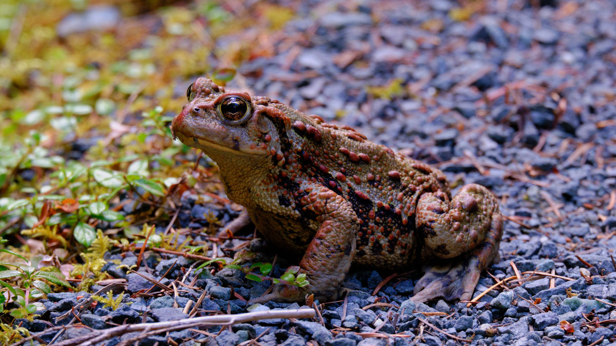 Boreal Toad: A Guide to Distribution and Habitat