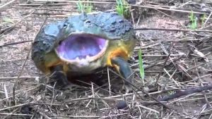 African Bullfrog Teeth: Everything You Need To Know