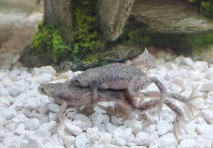 Do African Dwarf Frogs Make Noise? A Complete Guide
