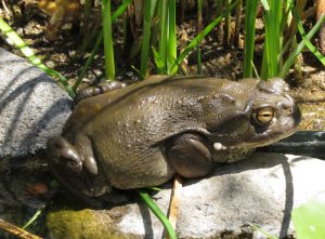 Colorado River Toad: Natural History and Psychedelic Traits