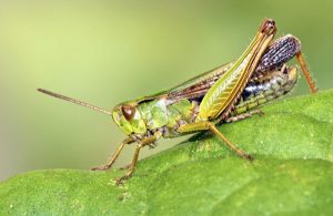 Do Frogs Eat Grasshoppers? A Cheerful YES From Frogs