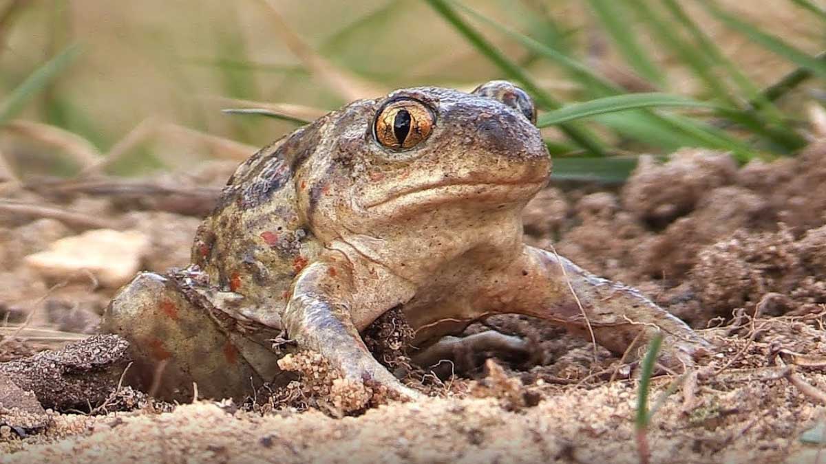 Common Spadefoot Toad: Master of Camouflage in Nature