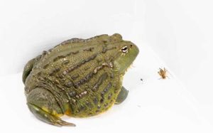 African Bullfrog Teeth: Everything You Need To Know