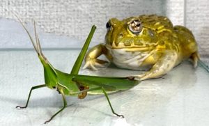 Do Frogs Eat Grasshoppers? A Cheerful YES From Frogs