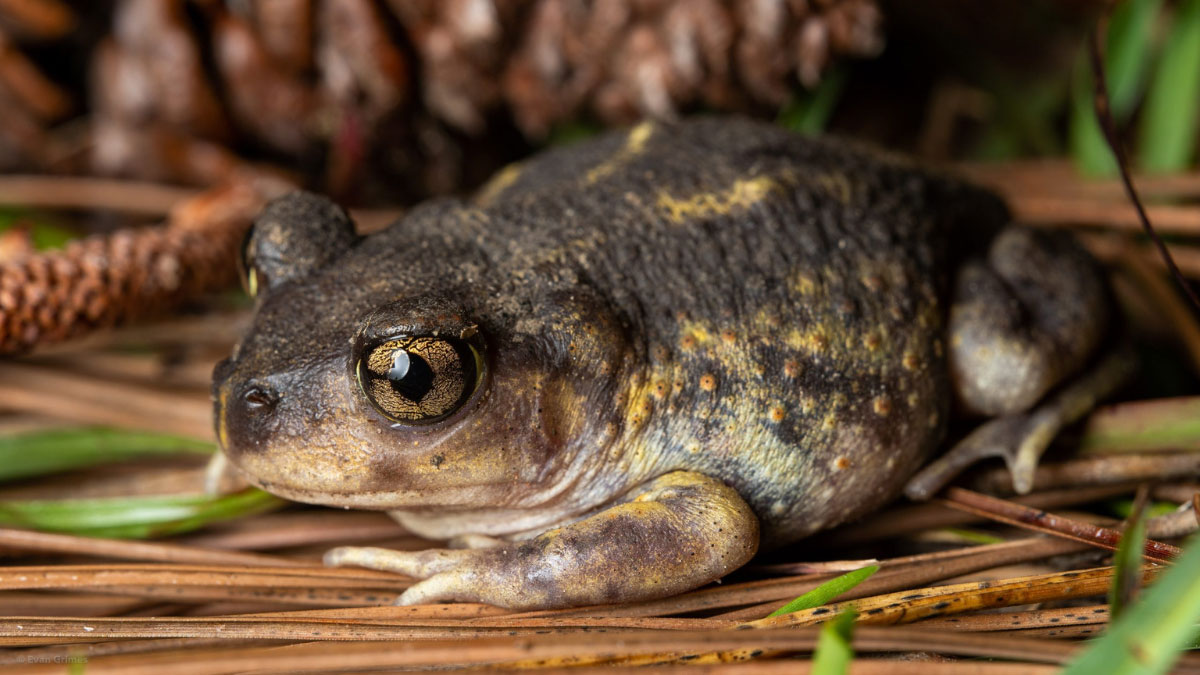 Eastern Spadefoot Toad: A Remarkable Amphibian