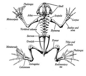 How Do Frogs Move with Their Long Legs?